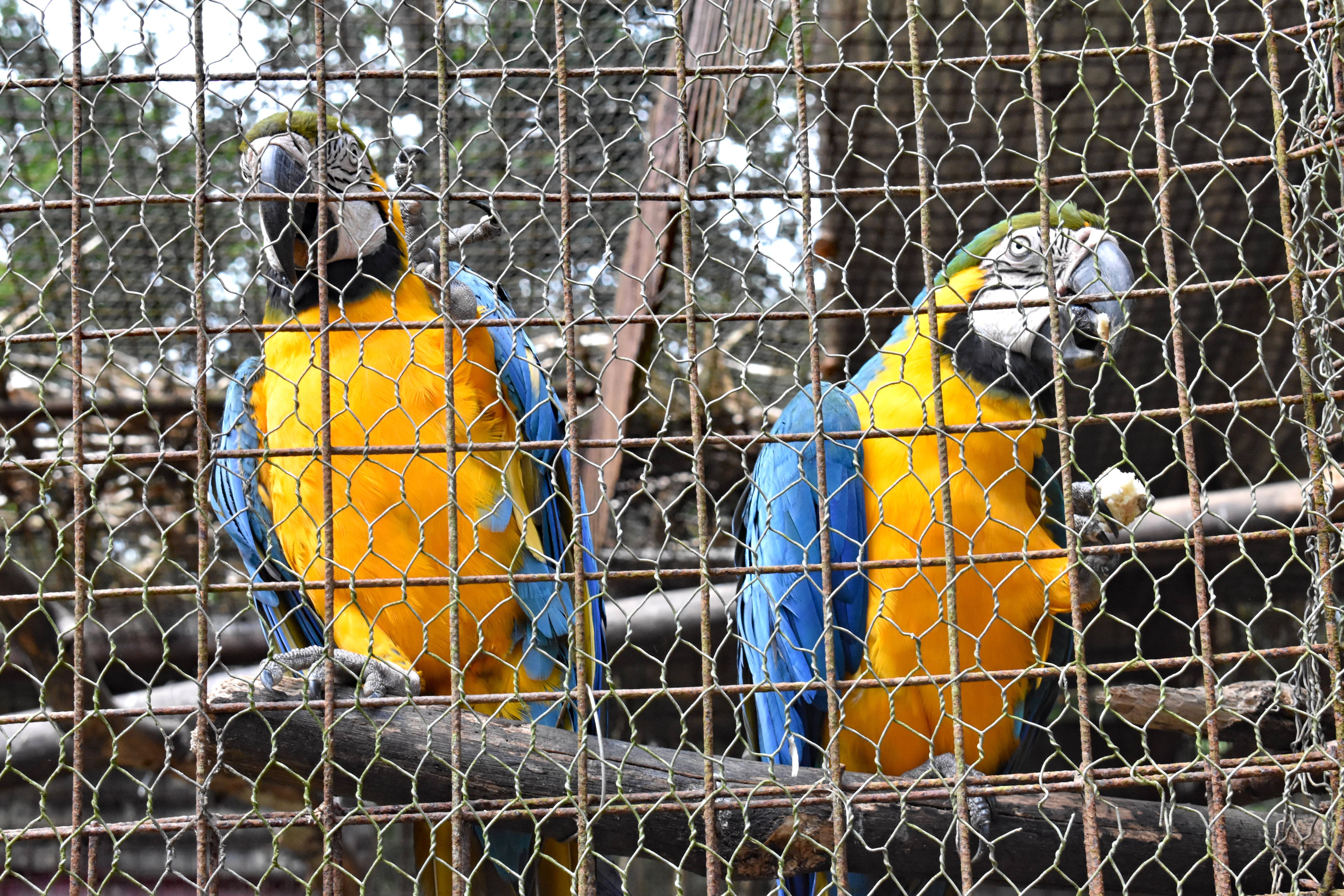 Buss up Shut and birds - Silver Travel Advisor