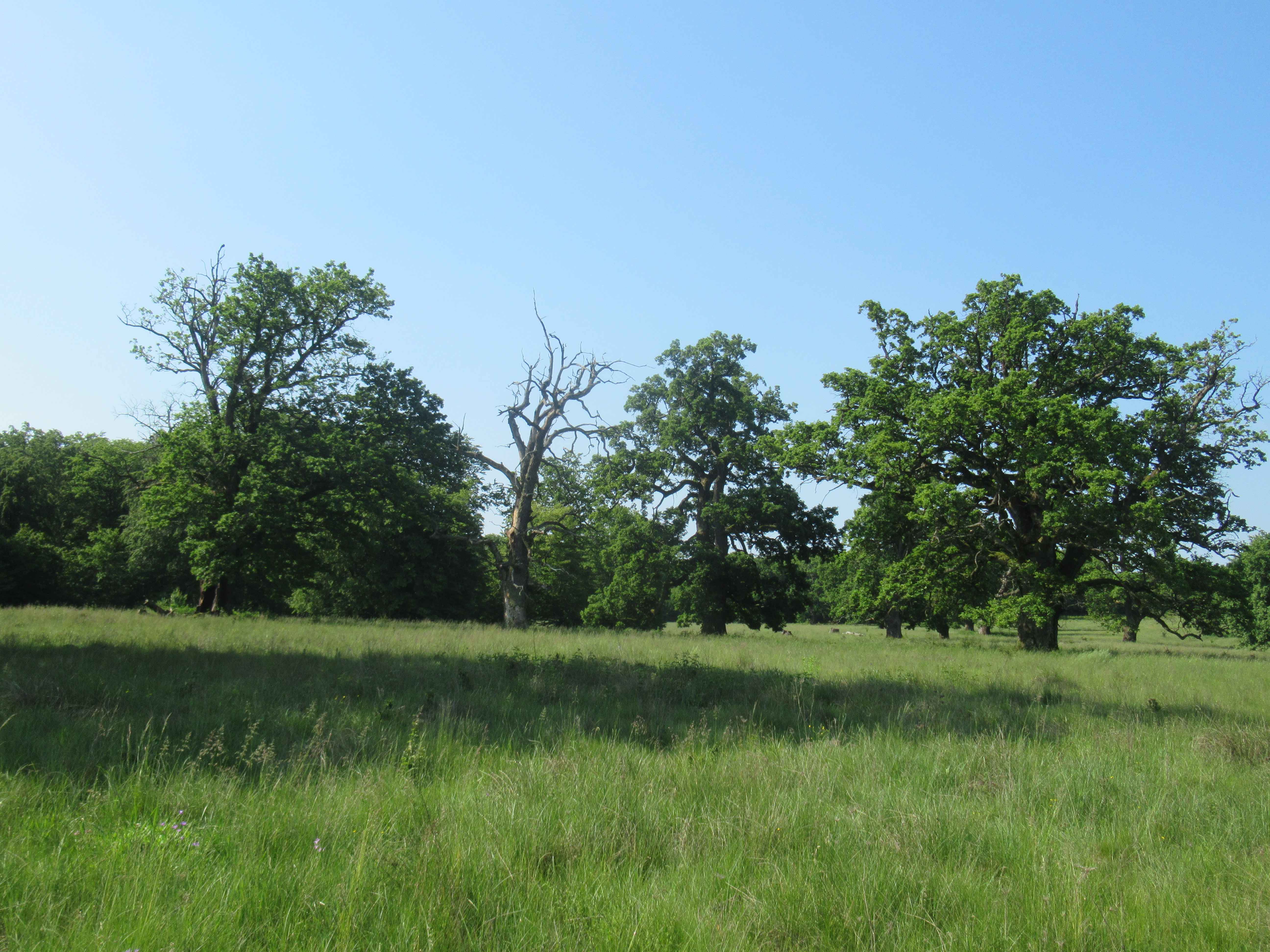A 700 year old oak tree - Silver Travel Advisor